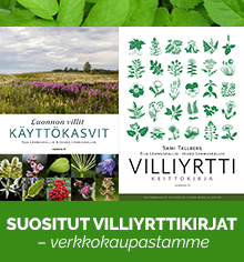 Mustatorvisieni, Craterellus cornucopioides - Sienet - LuontoPortti