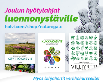Ilves, Lynx lynx - Nisäkkäät - LuontoPortti
